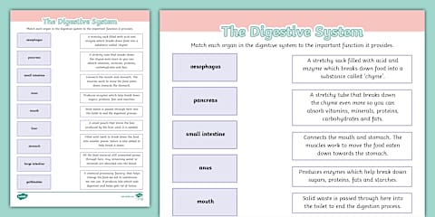 Twinkl Symbols: Science: Year 4: Digestive System Activity Sheet