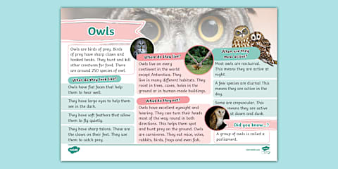 All About Owls Fact Files