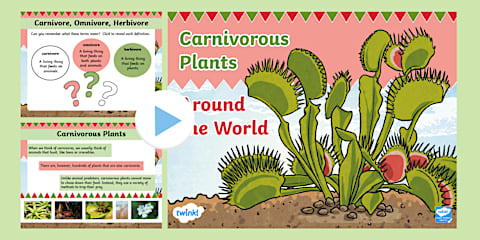 Design a Carnivorous Plant Worksheet