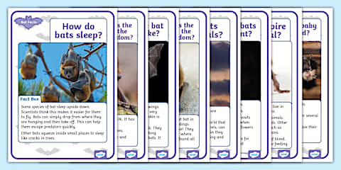 LKS2 All About Bats Reading Comprehension Activity