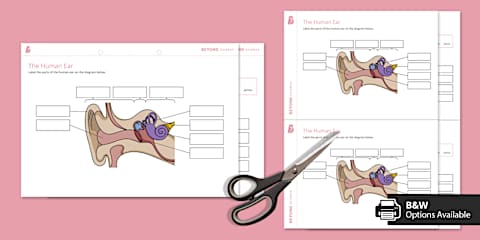 Parts of the Ear Interactive Labelling Activity
