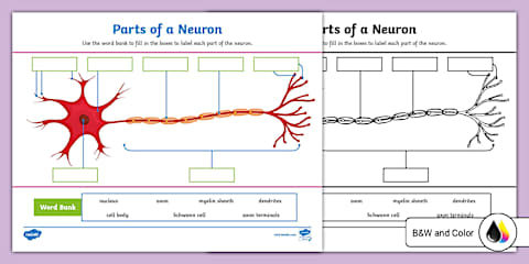The Human Nervous System Poster for 3rd-5th Grade