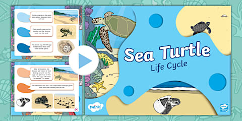 Kindergarten Label the Sea Turtle Cut and Paste Worksheet