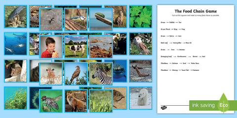 Food Chains in Different Habitats Display Posters