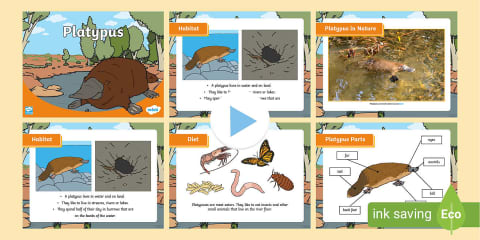 Life Cycle of a Platypus Display Poster