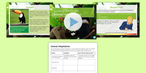 Rainforest Animal Adaptations Activity Sheet