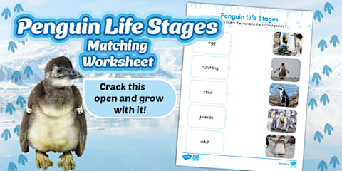 Life Stages of a Ladybug Diorama Labelling Activity