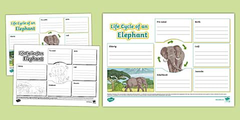 Life Cycle of a Hippopotamus Display Poster