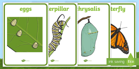 Common Australian Butterflies Identification Guide