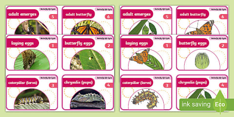 Common Australian Butterflies Identification Guide