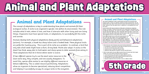 Fifth Grade Super Bowl Reading Passage Comprehension Worksheet