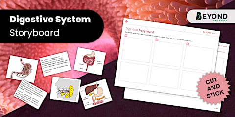 The Journey of Food Through the Digestive System Sequencing Mind Map
