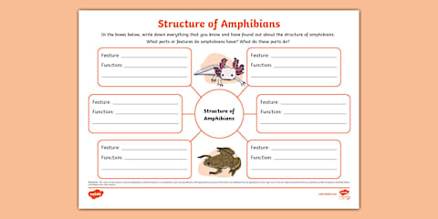 Amphibians Folding Life Stages Template - Twinkl