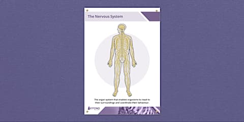 The Nervous System: Learning from Your Classmates Worksheet for 3rd-5th ...