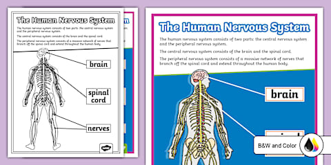 Nervous System Diagram Display Poster
