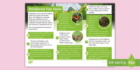 Rainforest Animals Fact Posters