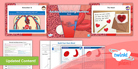 Y6 Types of Blood Cells Game