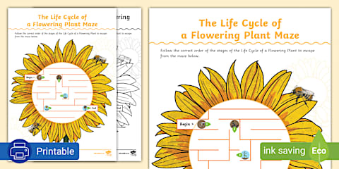 The Life Cycle of a Flowering Plant Steps Activity Sheet