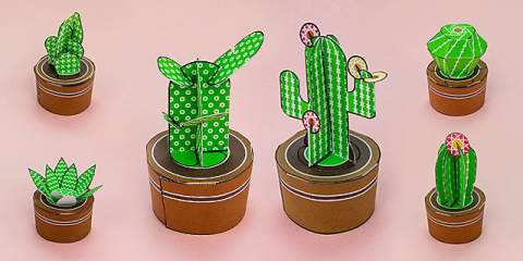 Cactus Bump it up Wall Display Pack