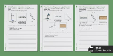 Plant Tropism Responses Worksheets