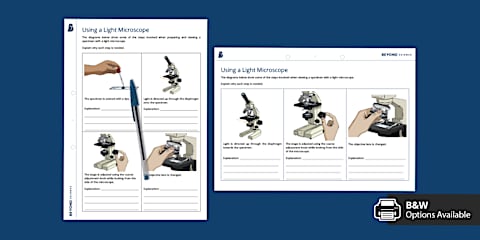 Calculating Magnification Worksheet