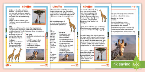 Pelican Fact File