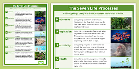 Characteristics of Living Things Mrs. Gren Acronym Poster