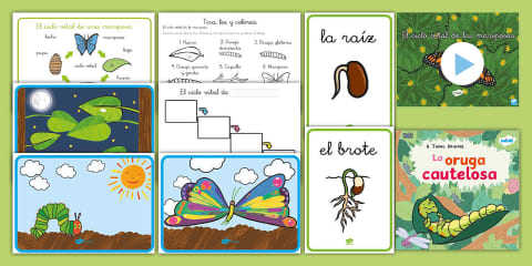 Pac Montessori: Ciclo de vida de la mariposa