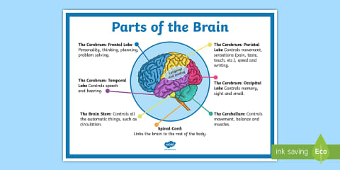 Brain Labelling Worksheet | Teacher-made Worksheet | Twinkl