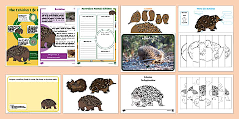 Life Cycle of an Echidna Display Poster
