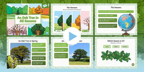 Seasonal Changes of Trees PowerPoint