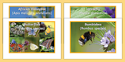 Grade 3 Life Skills Term 2 Dragonfly and Damselfly Comparison Mind Map ...