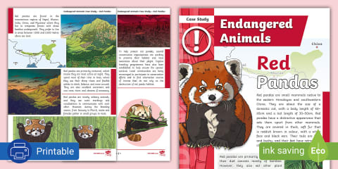 Why Are Red Pandas Endangered? Reading Comprehension Activity