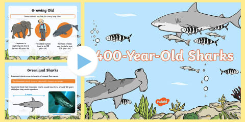 KS1 Sharks PowerPoint