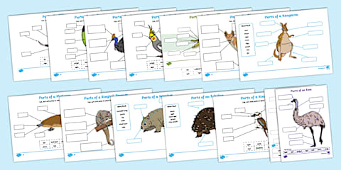 Australian Animal Report Worksheet - Animal, Report, Investigate