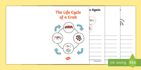 Crab Life Cycle Wheel Activity