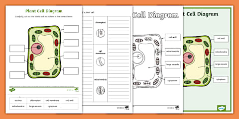 Animal and Plant Cell Labelling Worksheet
