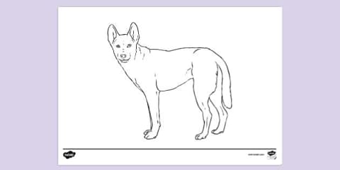 Australian Animals Dingo Resource Pack