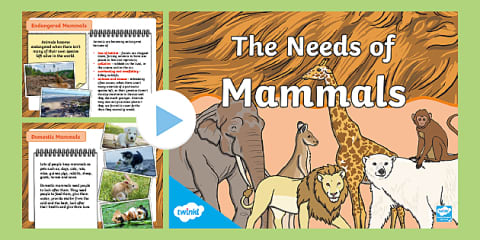 All About Mammals PowerPoint and Google Slides for K-2nd Grade
