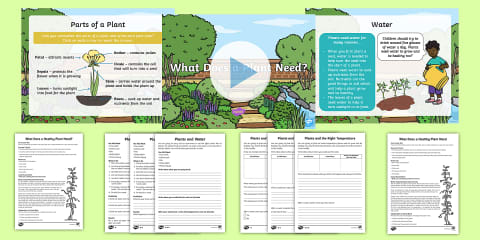 Plants and Water Differentiated Worksheets