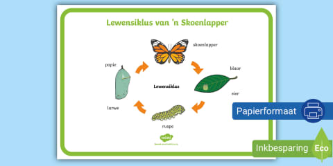 Lewensiklus van 'n Skoenlapper 'Konsertina-boekie'