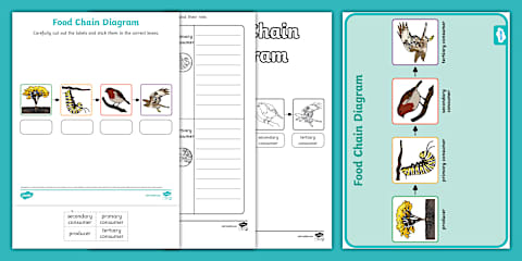 Food Chain Challenge Worksheet