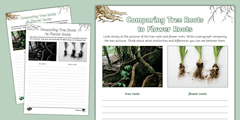 Second Grade Types of Roots Reading Comprehension Worksheet