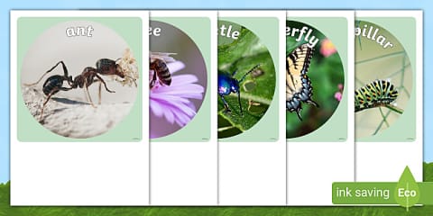 Large Minibeasts Display Poster - minibeasts, minibeast display