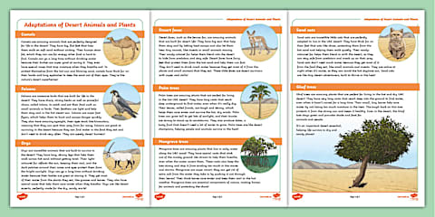 Desert Life Adaptations Activity Sheet