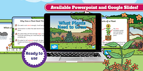 Plants Need Worksheet