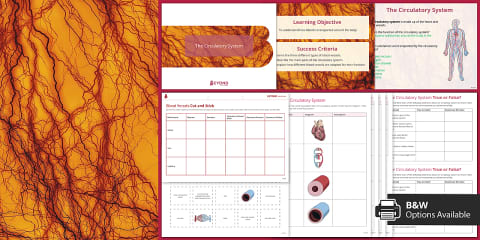 The Heart Differentiated Worksheets