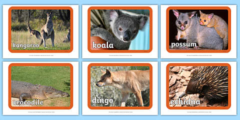 Images of Australian Animals | Photo Pack | Twinkl Resources