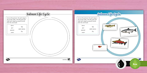 Prekindergarten Salmon Life Cycle Cut and Paste Activity