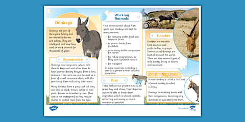 KS2 Bushbaby Fact File